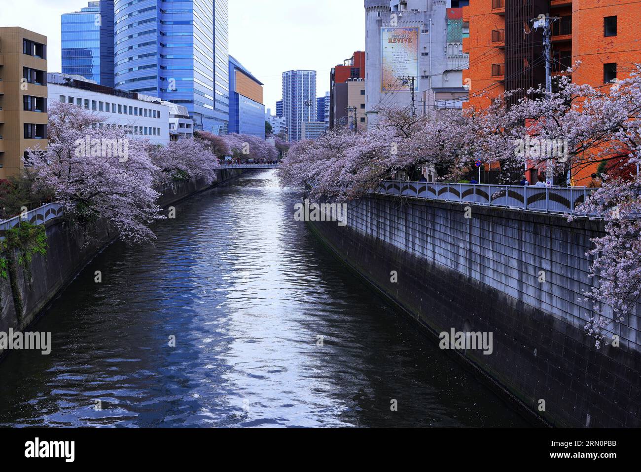 Meguro river cherry blossoms in hi-res stock photography and images - Alamy