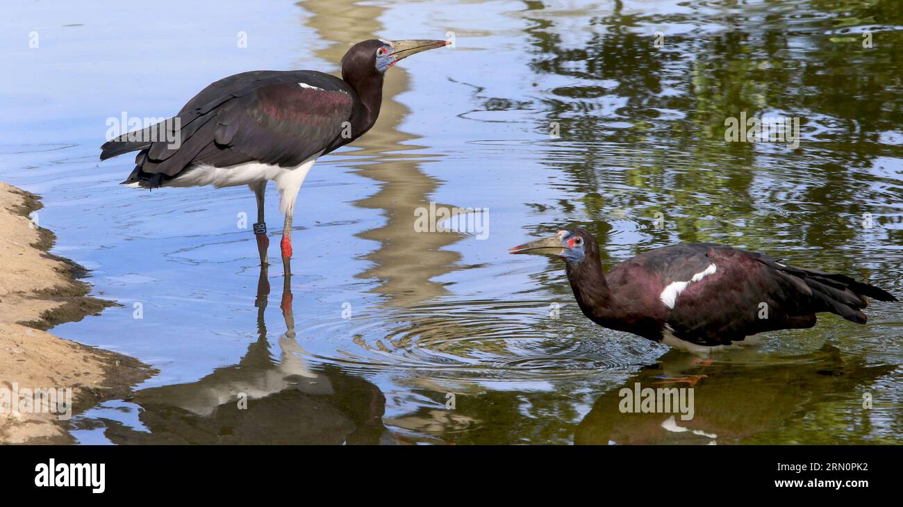 Various birds in a government-sponsored nature reserve in the Dubai ...