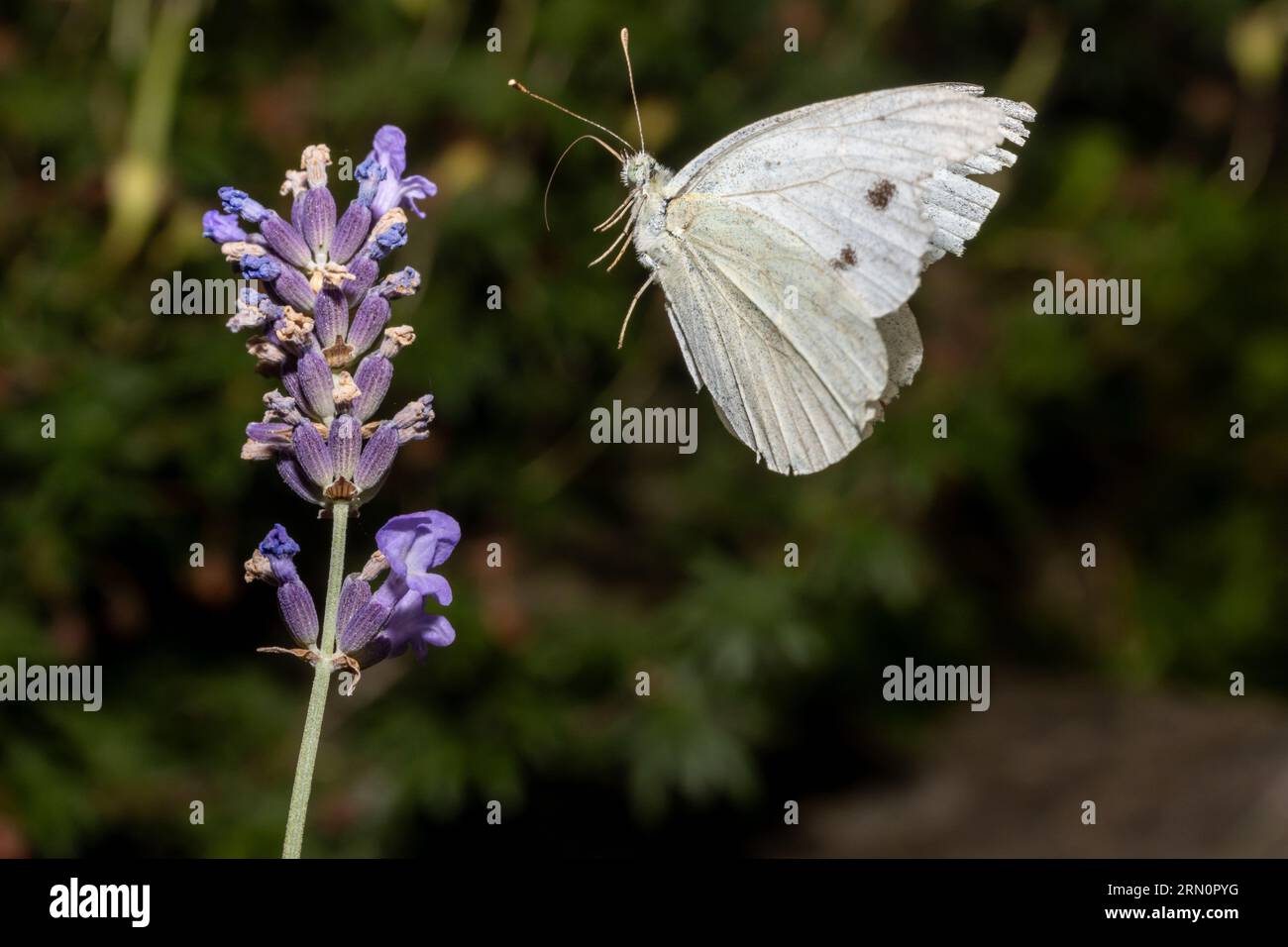 A Butterfly Cabbage White fly around a lavandula flower on a garden ...