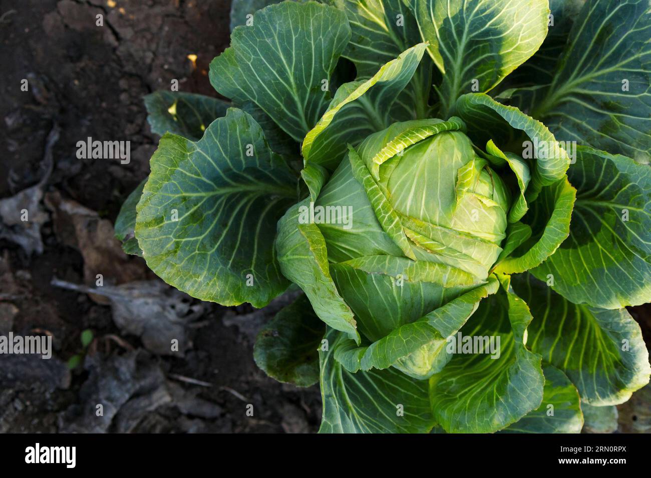 Cabbage grows in the field. Agricultural Stock Photo - Alamy