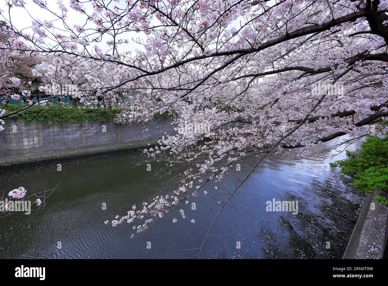Meguro River Cherry Blossoms in Meguro City, Tokyo, Japan Stock Photo - Alamy