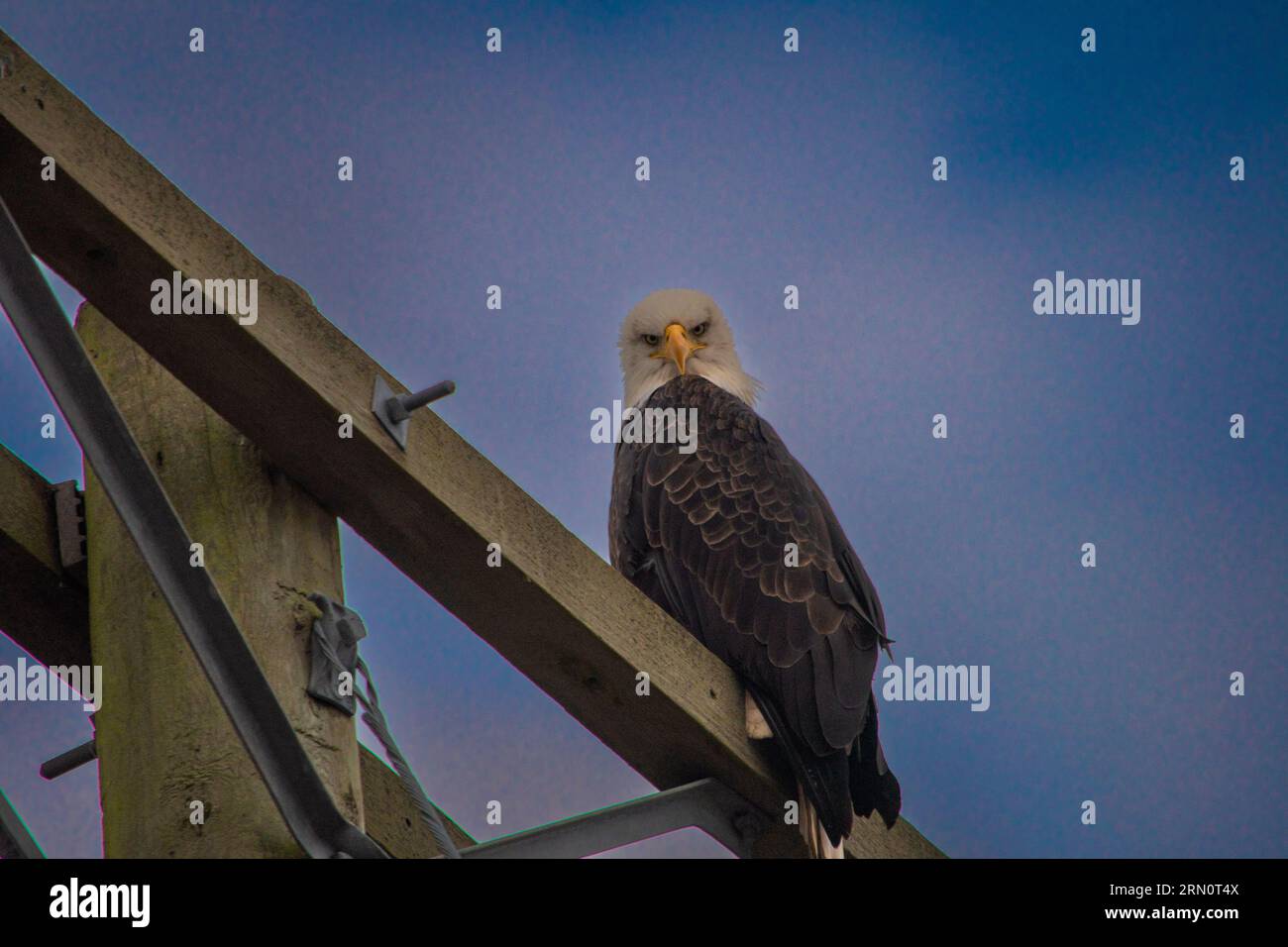 Angry Bird | Angry Bald Eagle Stock Photo - Alamy