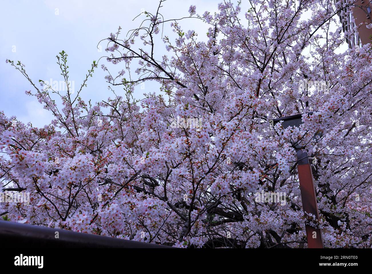 Meguro River Cherry Blossoms in Meguro City, Tokyo, Japan Stock Photo - Alamy