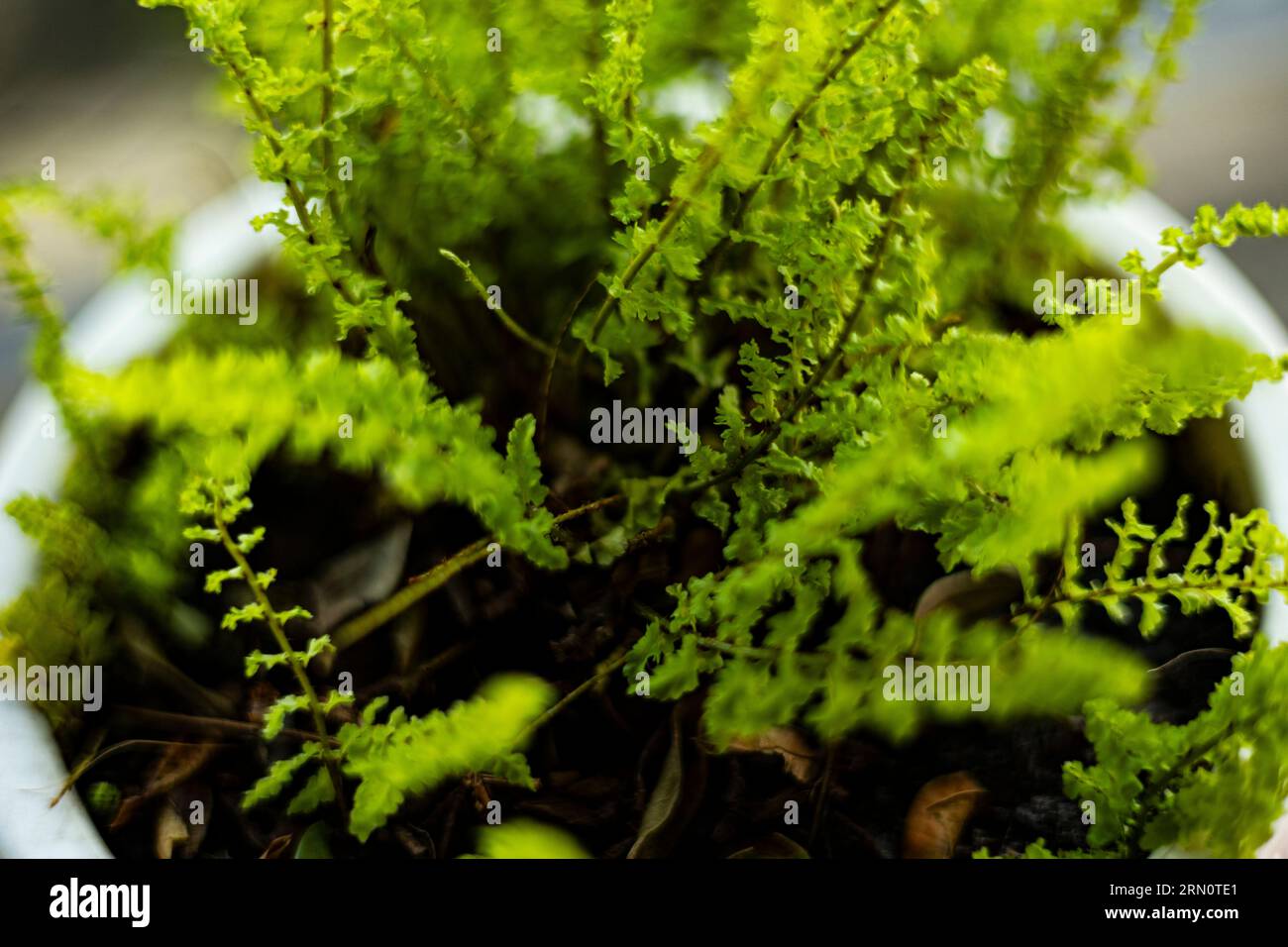 Ferns In Pots, Backgrounds for advertisements and wallpapers in natural ...