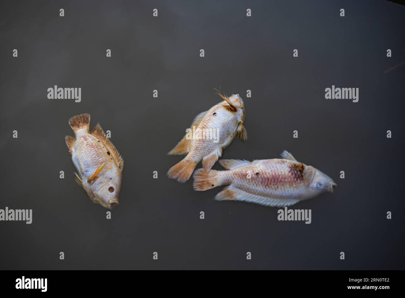 Fish Infected Die In The Rive, Backgrounds for advertisements and ...