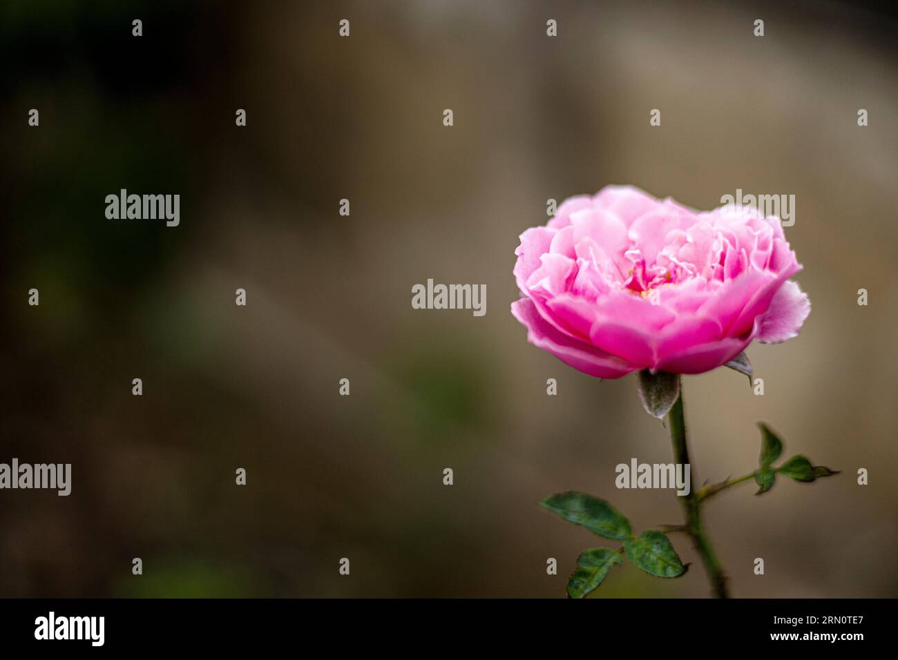 Flowering Of Pink Wild Roses, Backgrounds for advertisements and ...