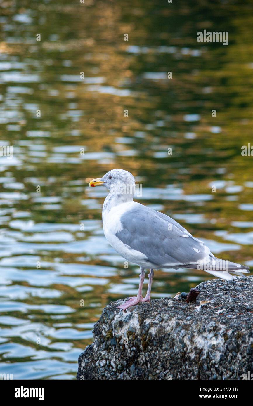 Deep Cove Seagulls Stock Photo - Alamy