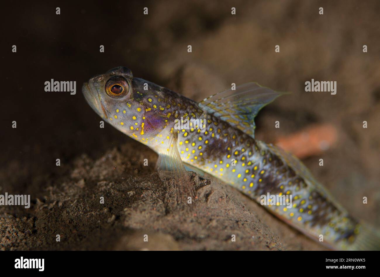 Acentrogobius hi-res stock photography and images - Alamy