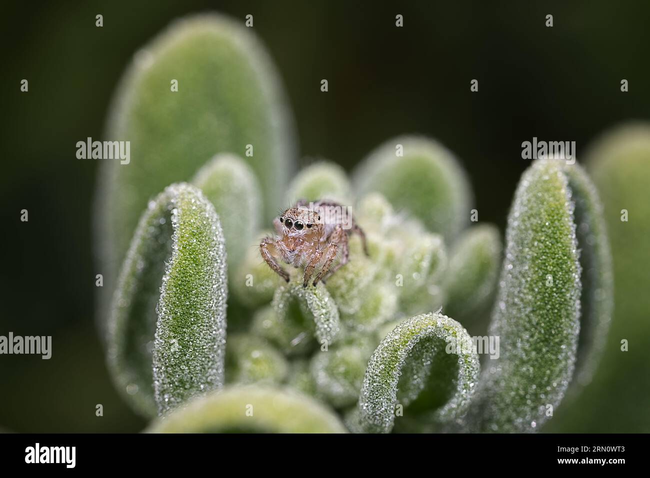 A female coastal Peacock spider, Maratus speciosus Stock Photo - Alamy