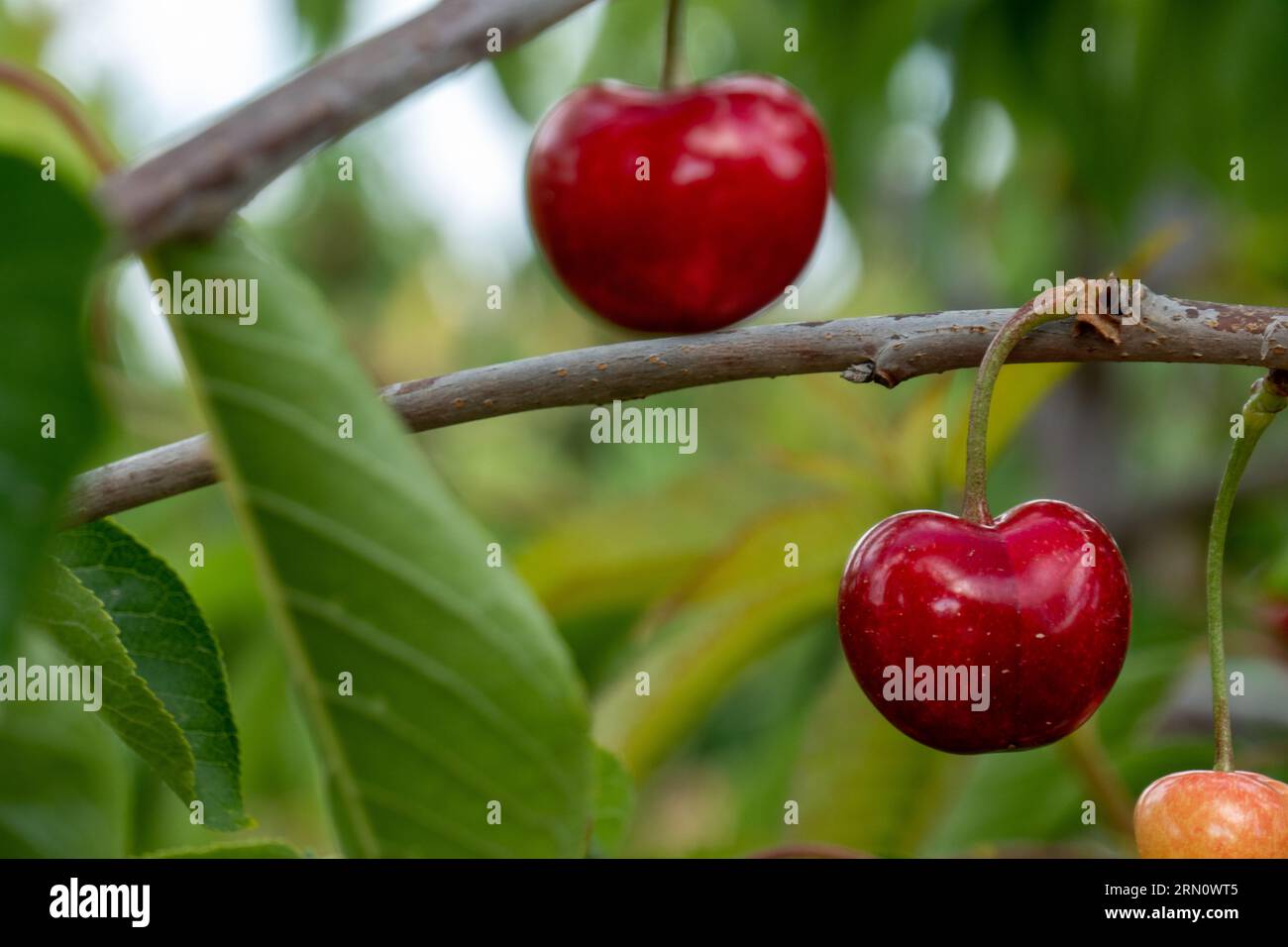 Feuille comestible hi-res stock photography and images - Alamy