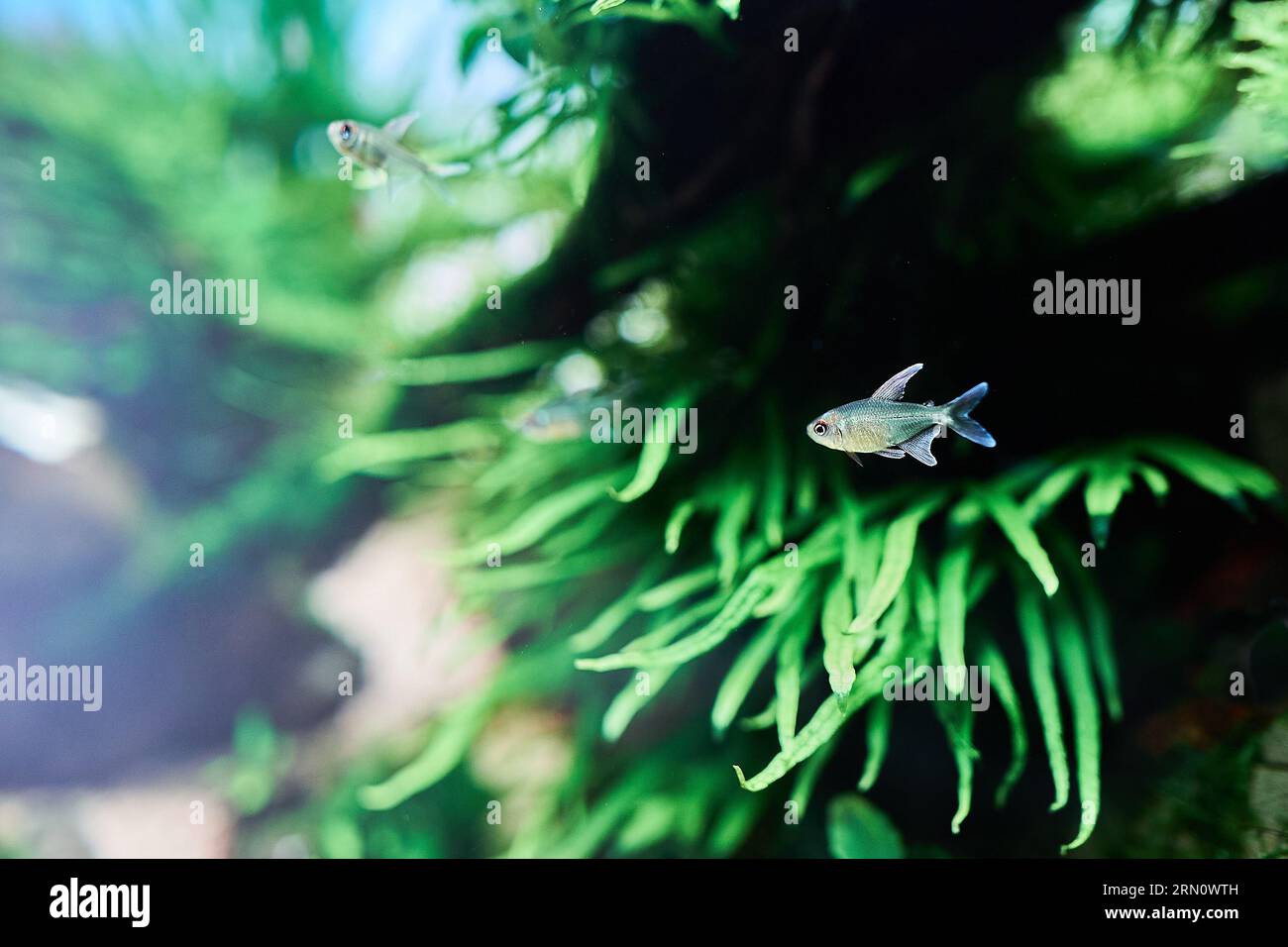 A beautiful tropical aquarium. Diamond tetra fish swimming in the ...