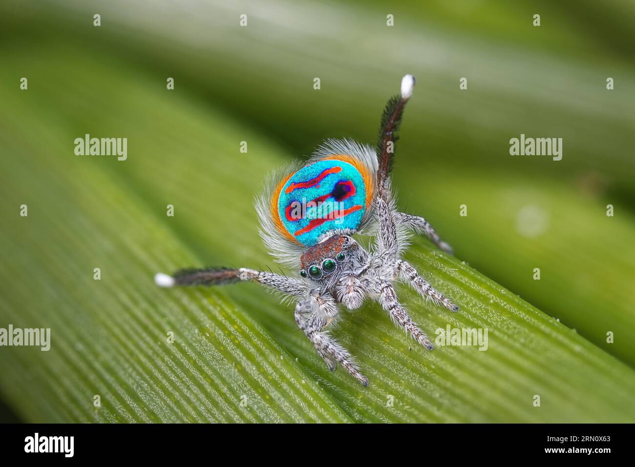 The coastal Peacock spider, Maratus speciosus displaying his breeding ...