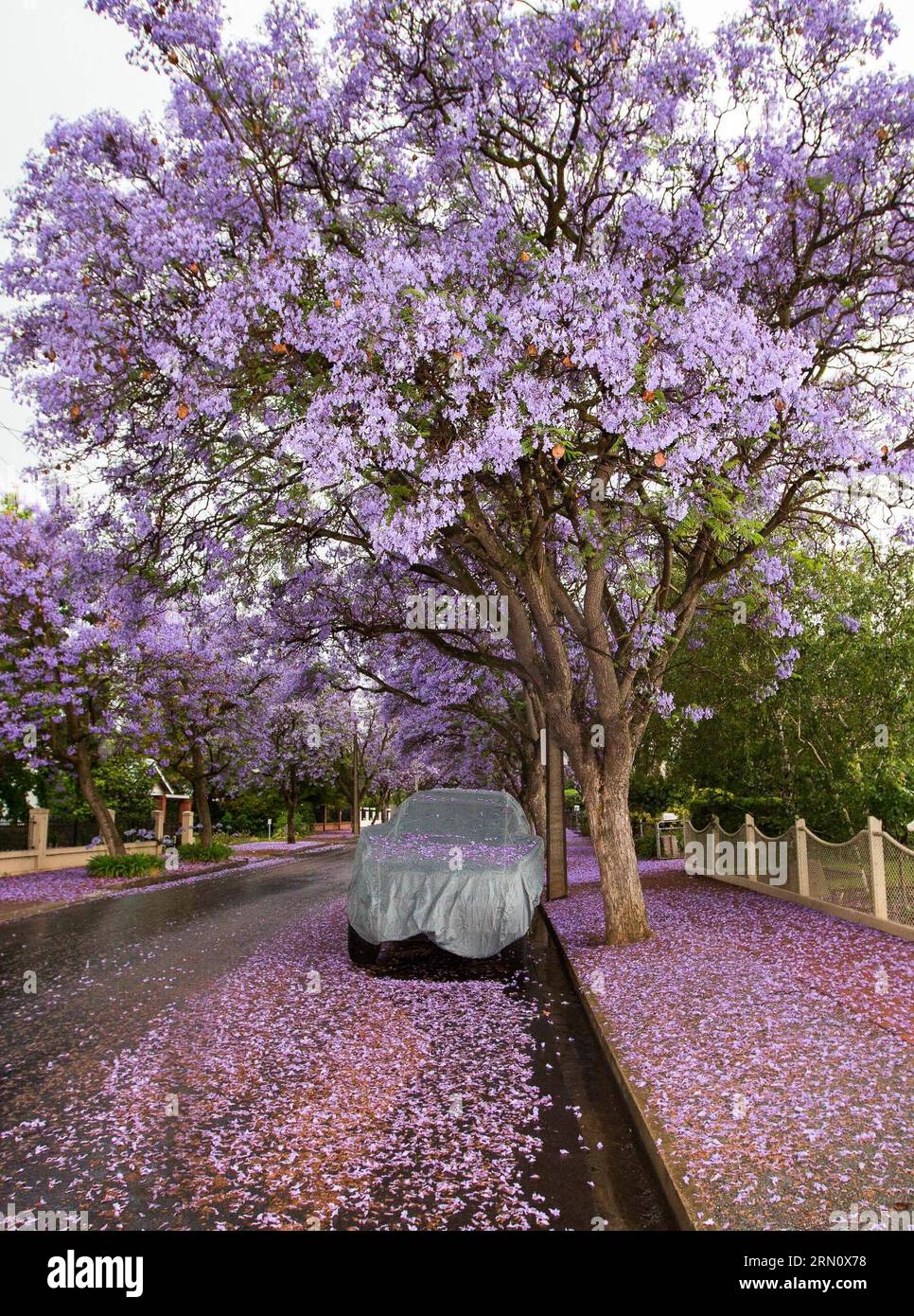 Streets are covered with Jacaranda flowers in Adelaide, Australia, Nov ...