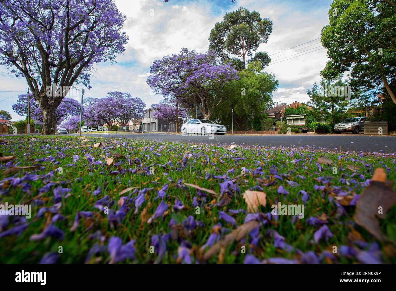 Purple flowers of Jacaranda blossom in Adelaide, Australia, Nov. 21 ...