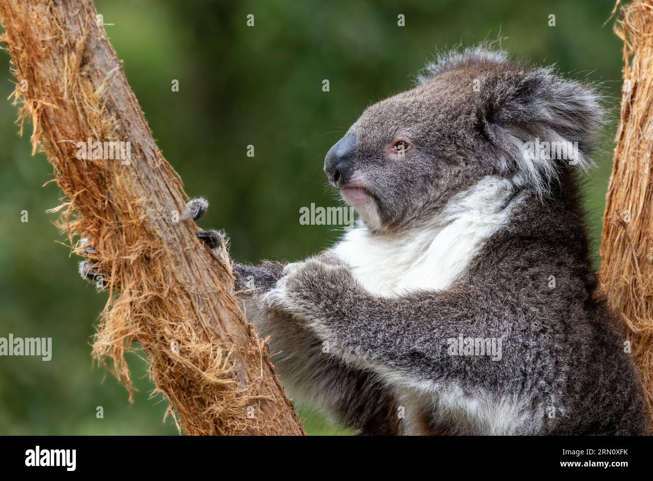 Cute koala climbing a tree. Side profile view with soft foliage ...