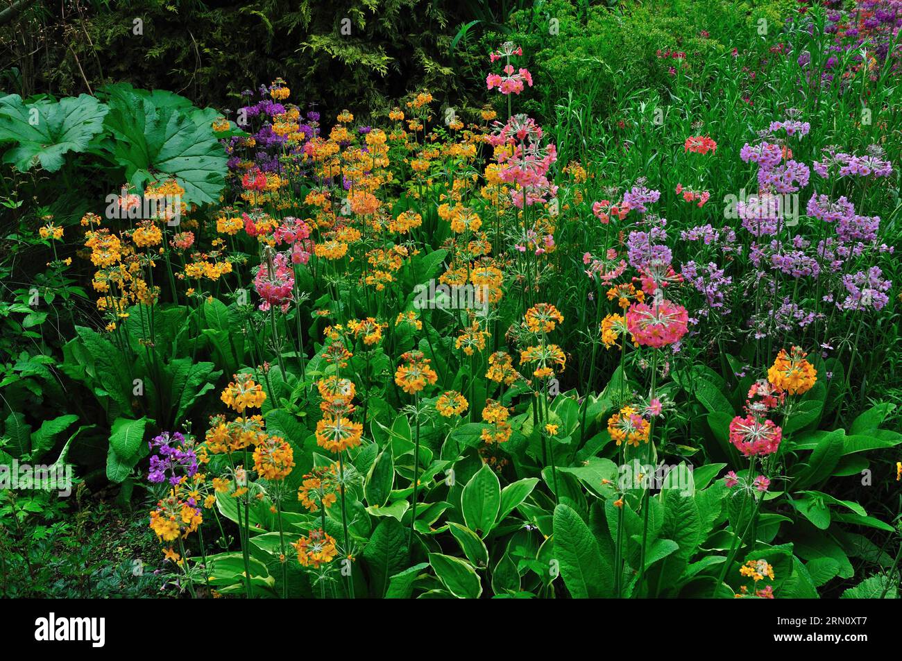 Formal border plant hi-res stock photography and images - Alamy