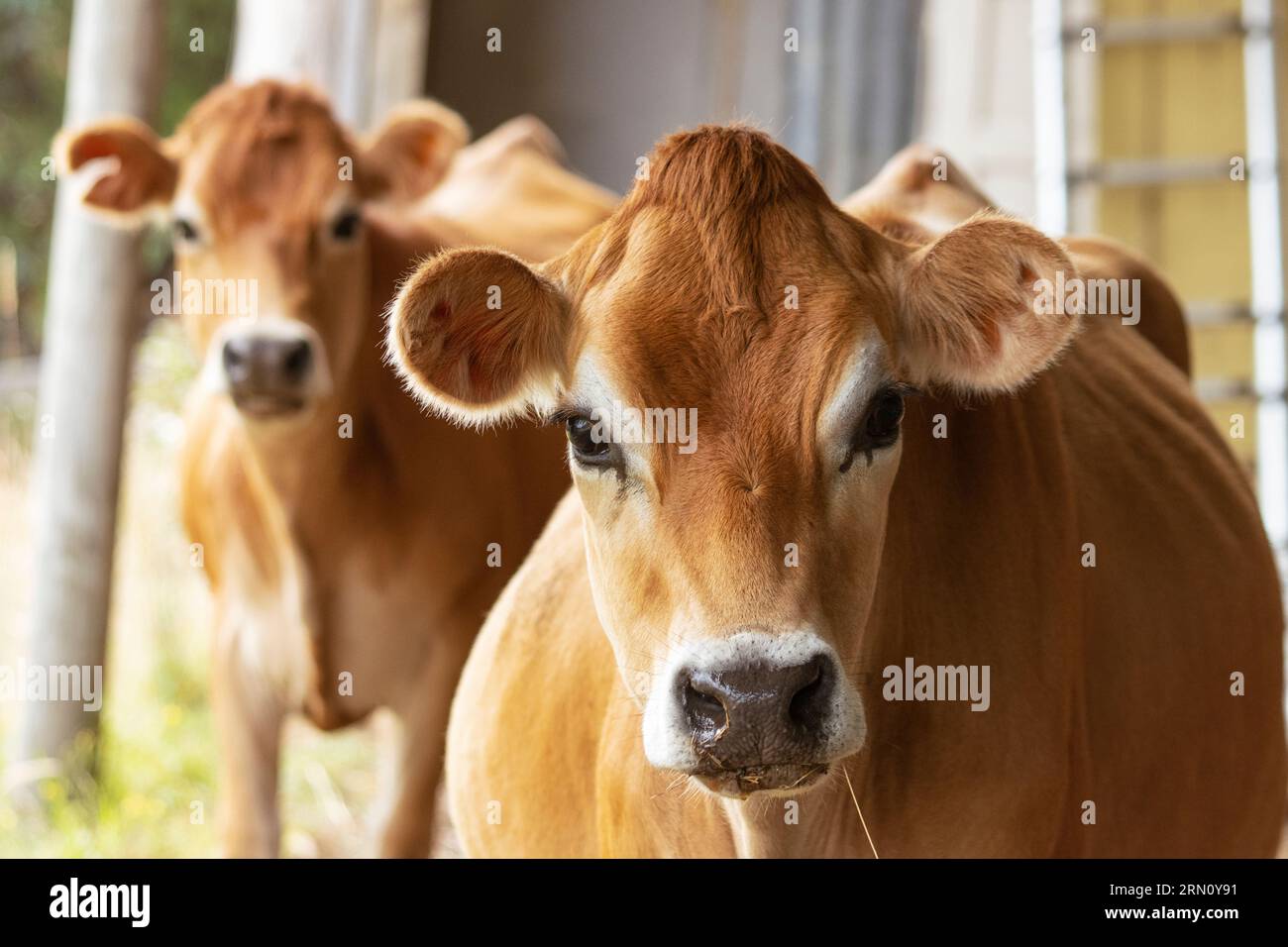 Adorables Photos De Vache