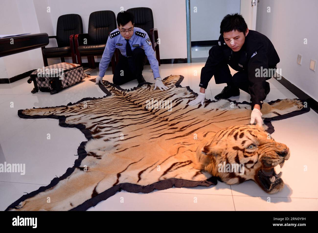 Tiger trafficking hi-res stock photography and images - Alamy