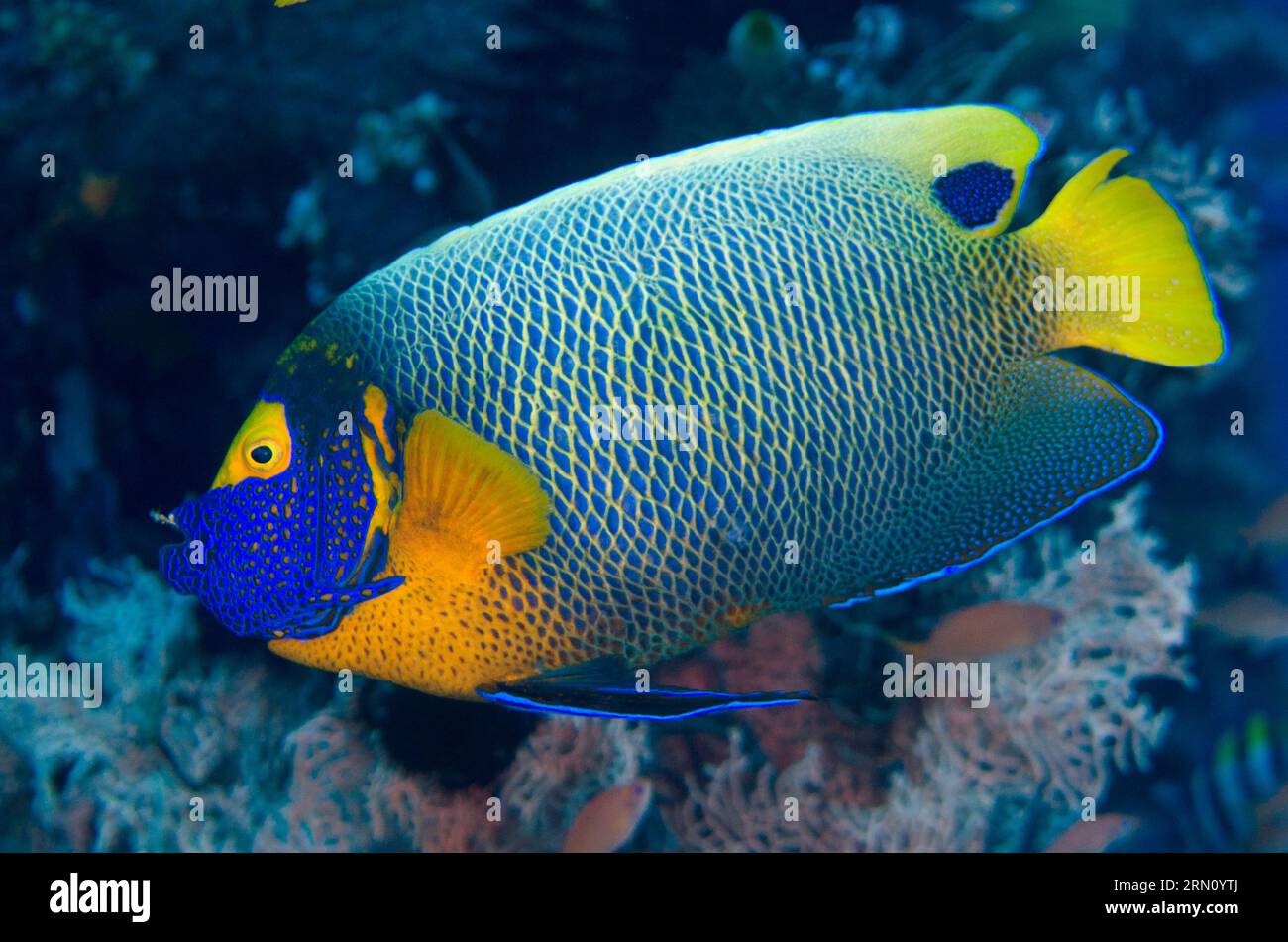Yellowmask Angelfish, Pomacanthus xanthometopon, Pyramids dive site ...
