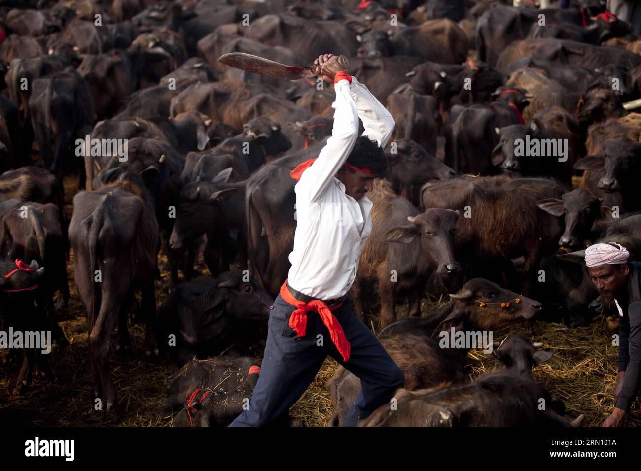 Nepal bara gadhimai hi-res stock photography and images - Alamy