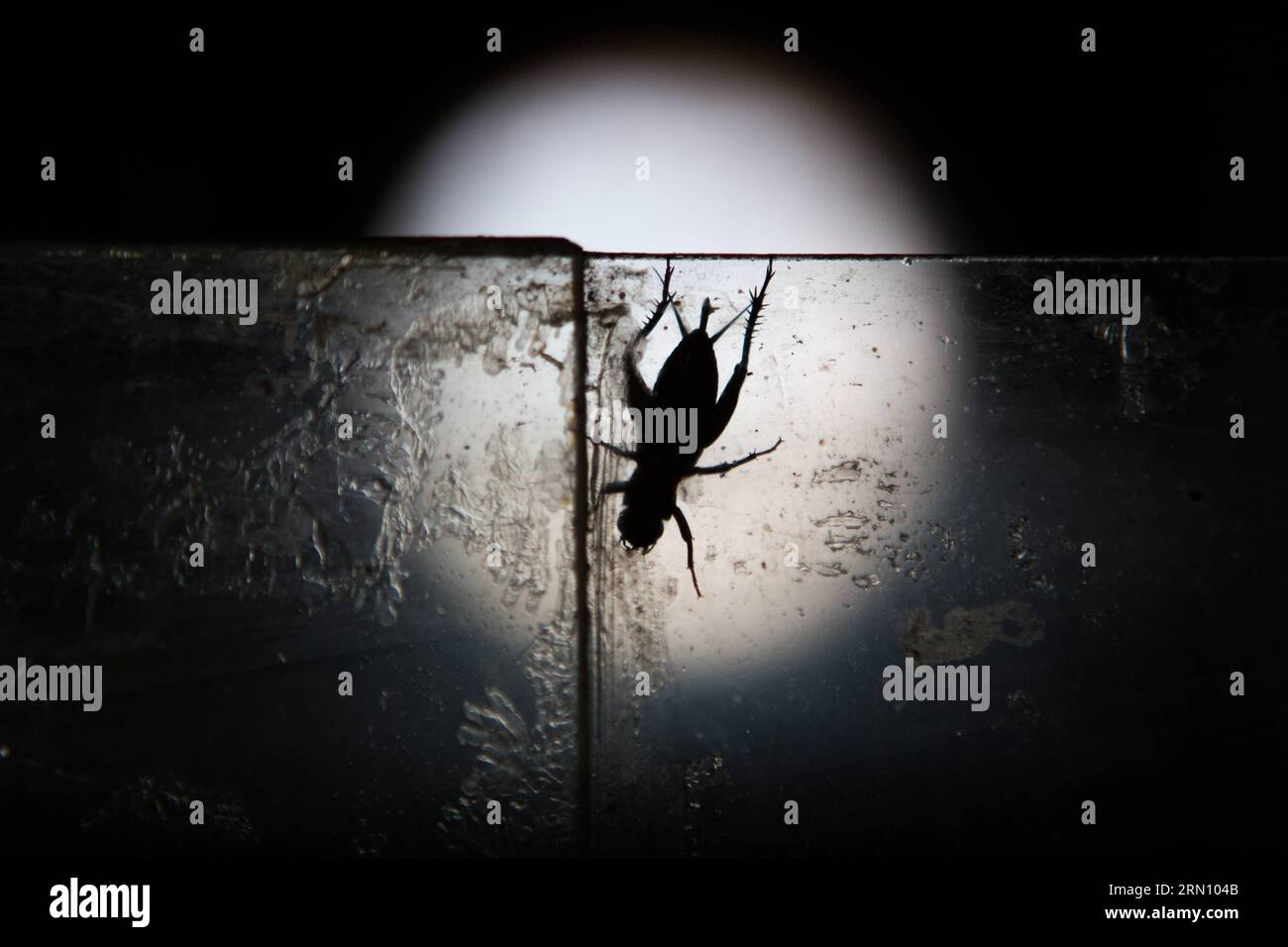 Insects in a container hi-res stock photography and images - Alamy