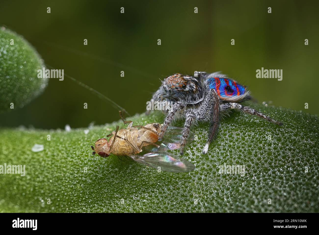 The coastal Peacock spider, Maratus speciosus eating a small fly Stock Photo - Alamy