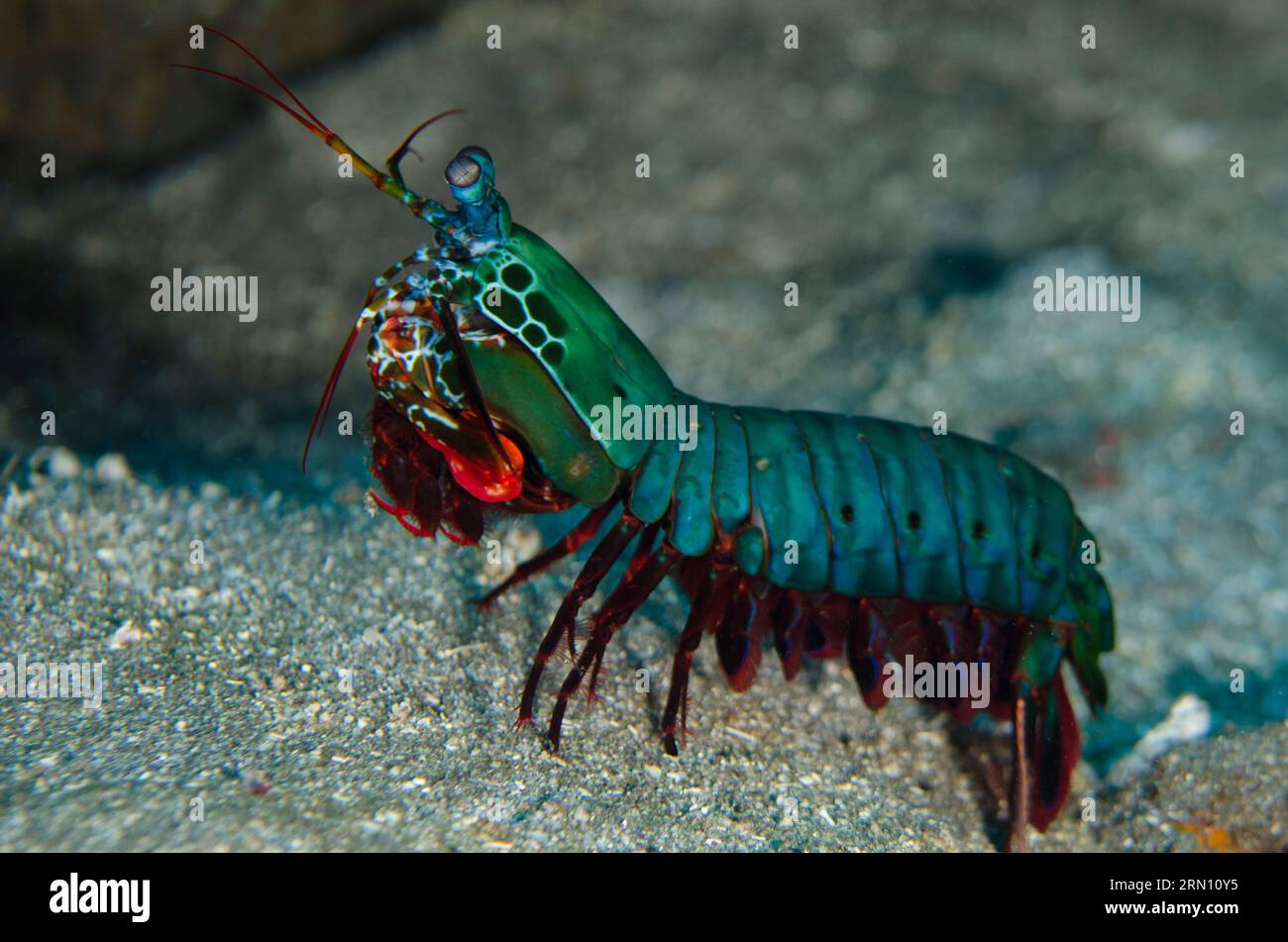 Peacock mantis shrimp side view hi-res stock photography and images - Alamy