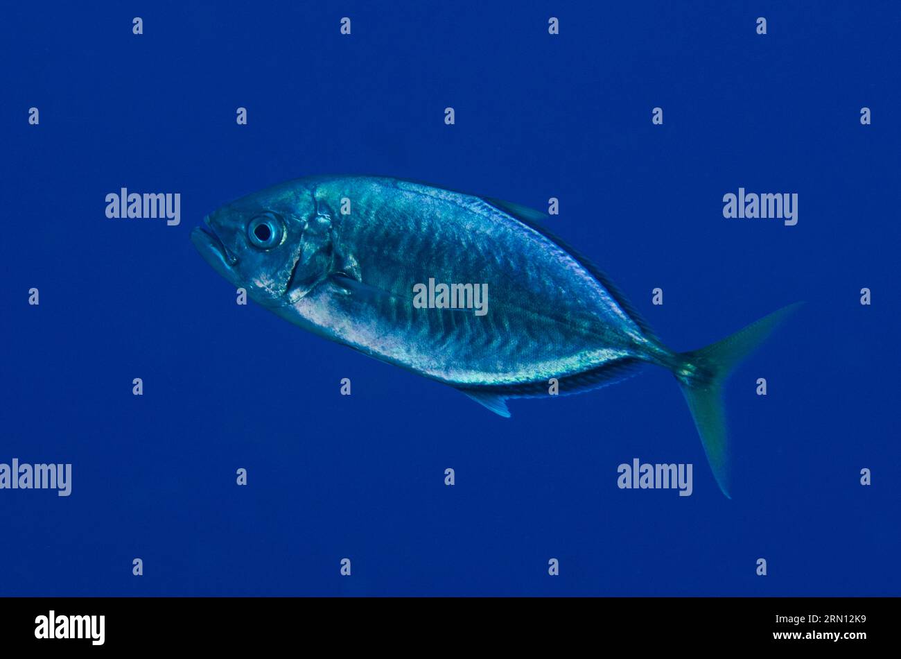 Barcheek Trevally, Carangoides plagiotaeni, Pyramids dive site, Amed ...