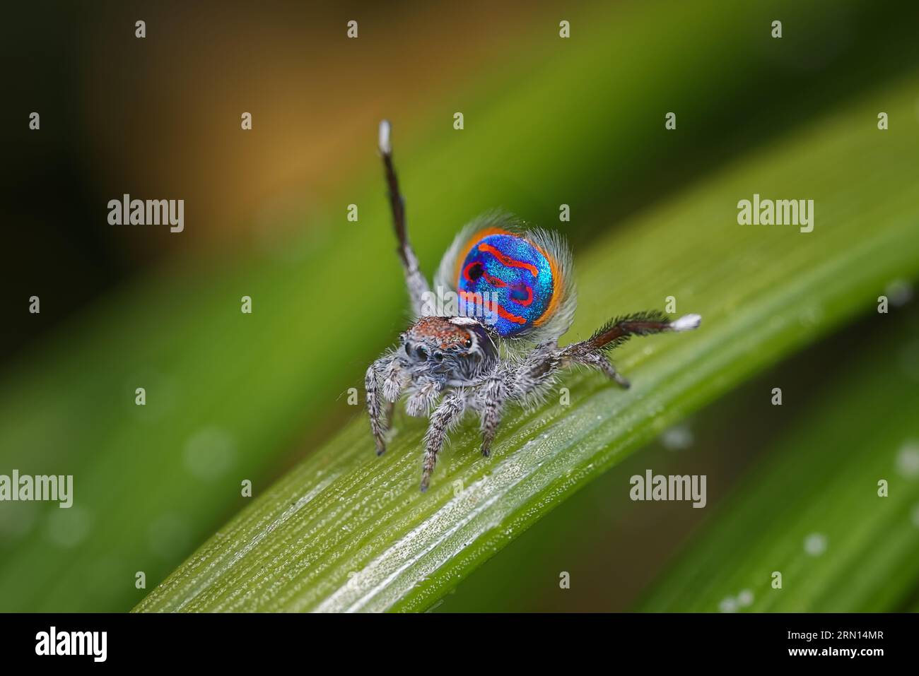 The coastal Peacock spider, Maratus speciosus displaying his breeding ...