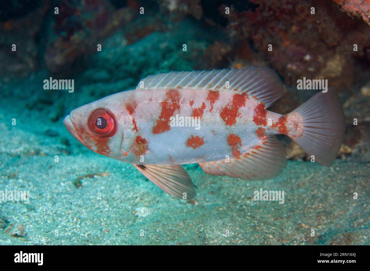 Dive in amed hi-res stock photography and images - Alamy