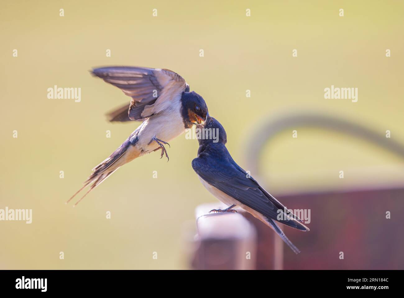 Elmley nature reserve swallow hi-res stock photography and images - Alamy