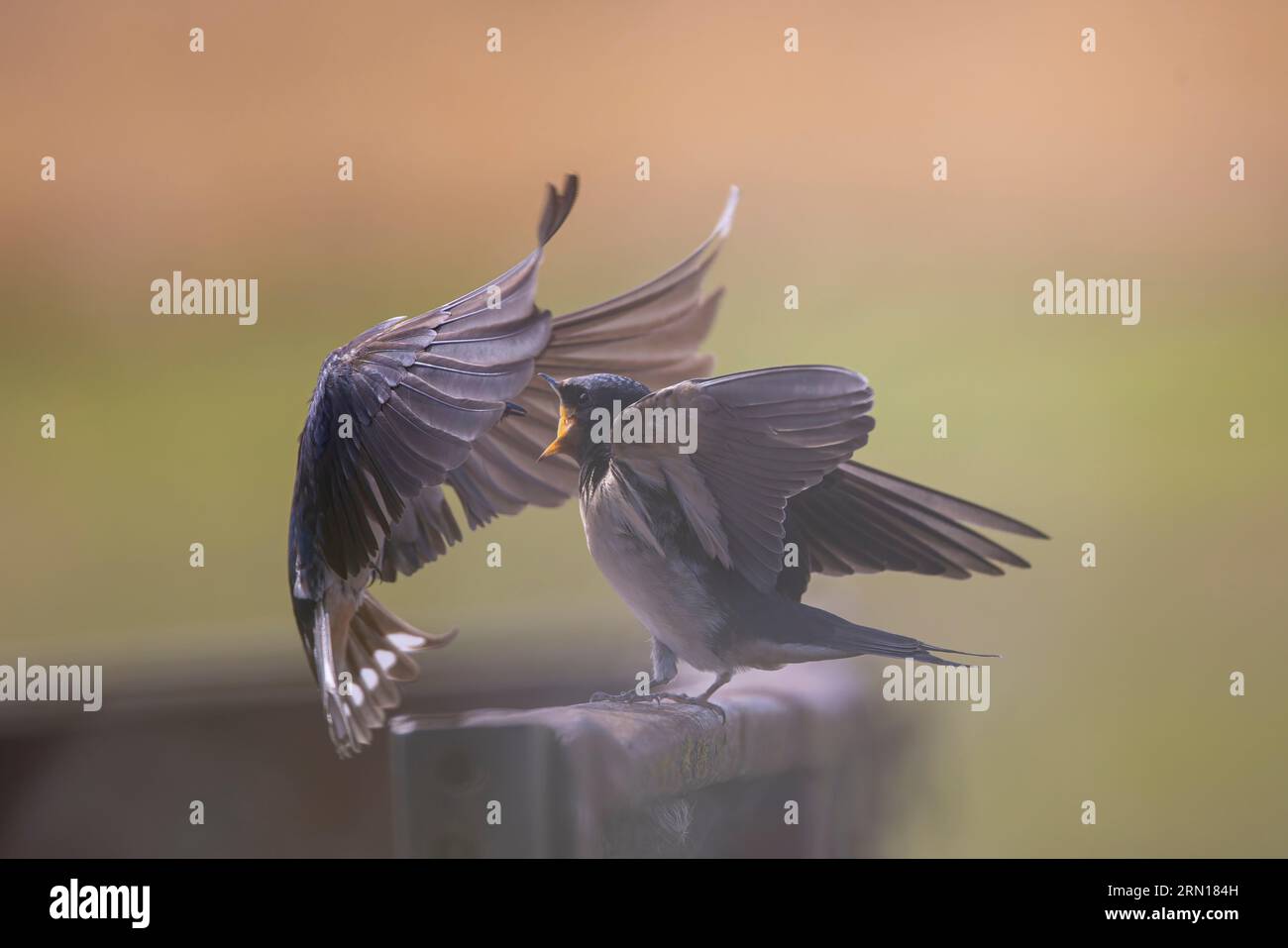 The swallows seem to be angry at each other. Elmley Nature Reserve ...
