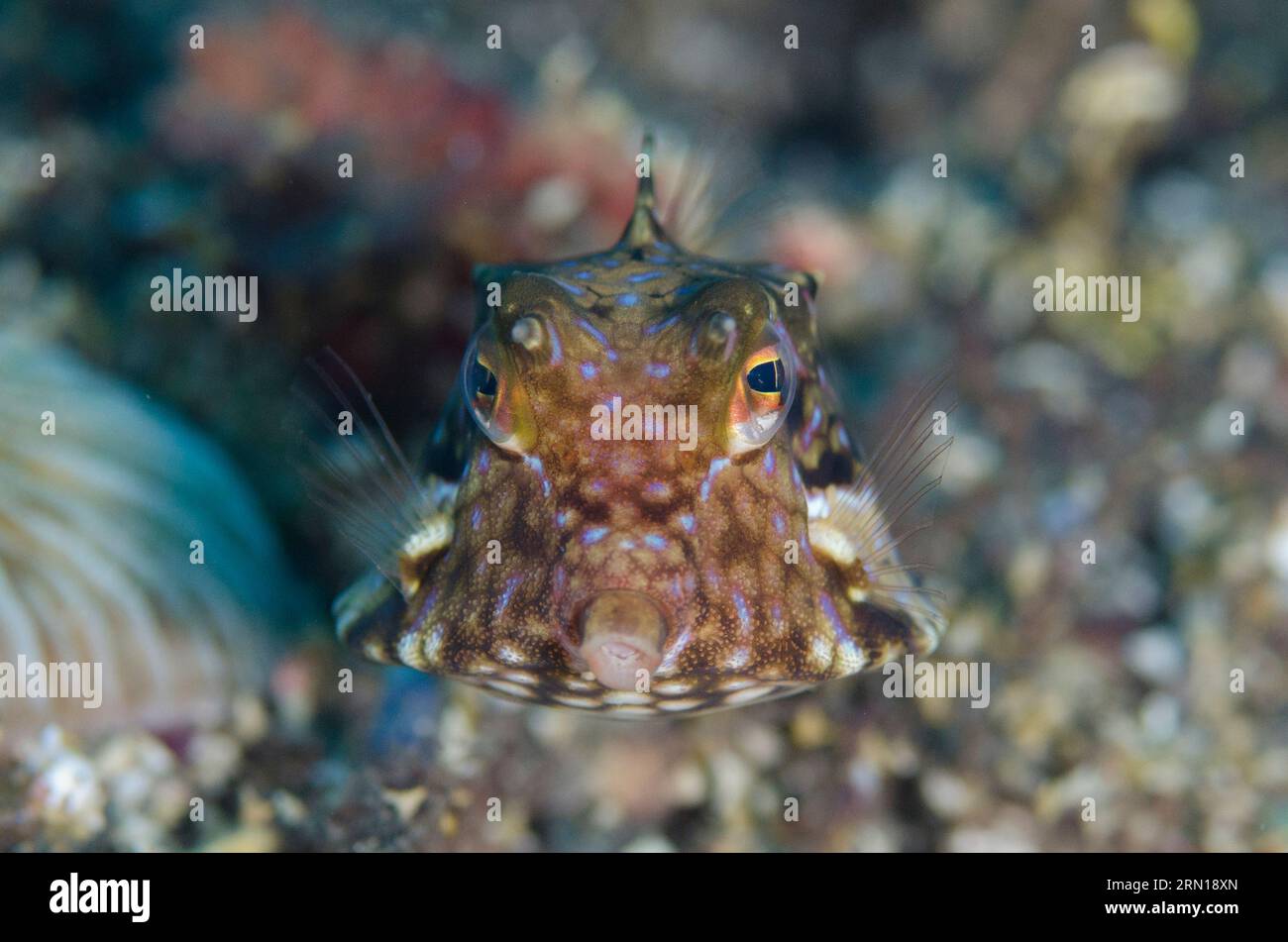 Sedam hi-res stock photography and images - Alamy