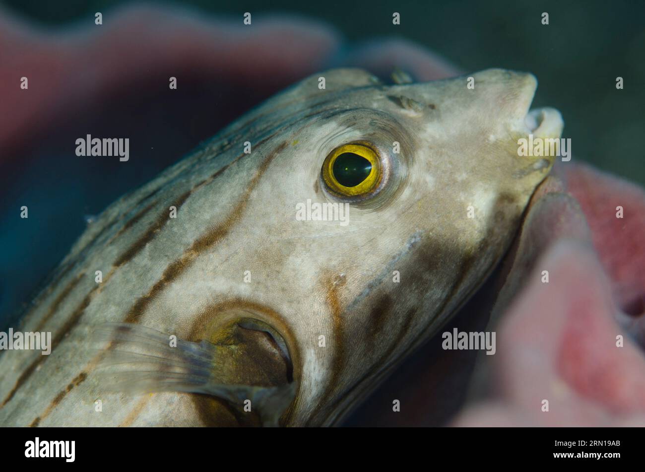 Striped puffer hi-res stock photography and images - Alamy