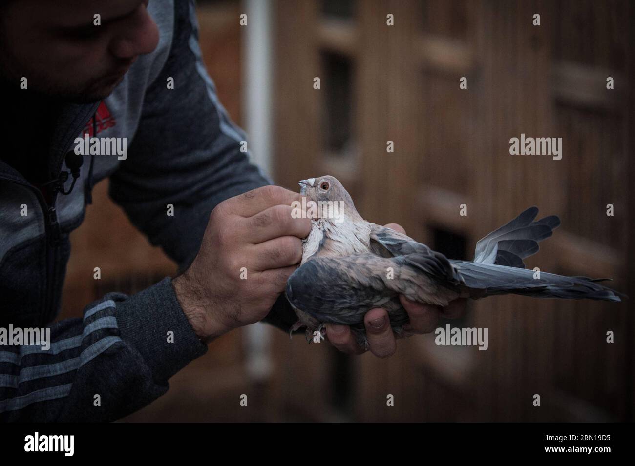 Swift breed hi-res stock photography and images - Alamy