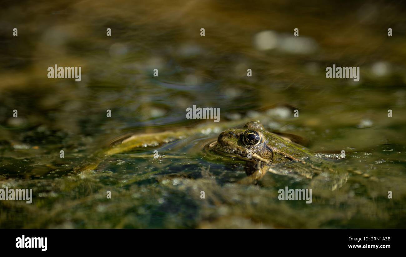little frog hiding in a pond with just his eyes looking out of muddy ...