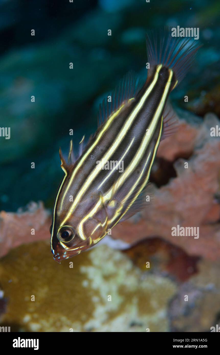Six stripe fish hi-res stock photography and images - Alamy