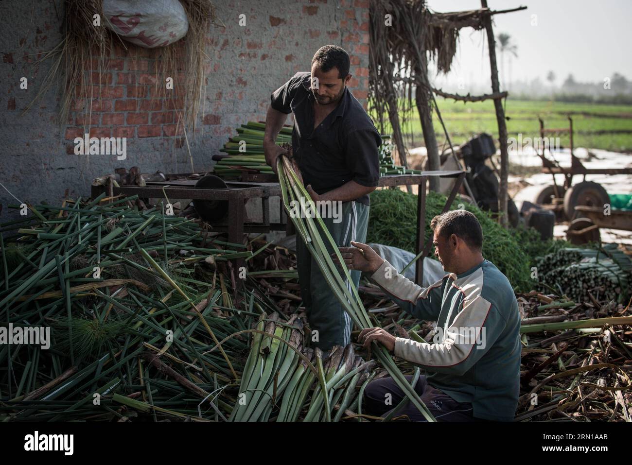 (141211) -- CAIRO, Workers of a papyrus workshop cut papyrus stems at ...