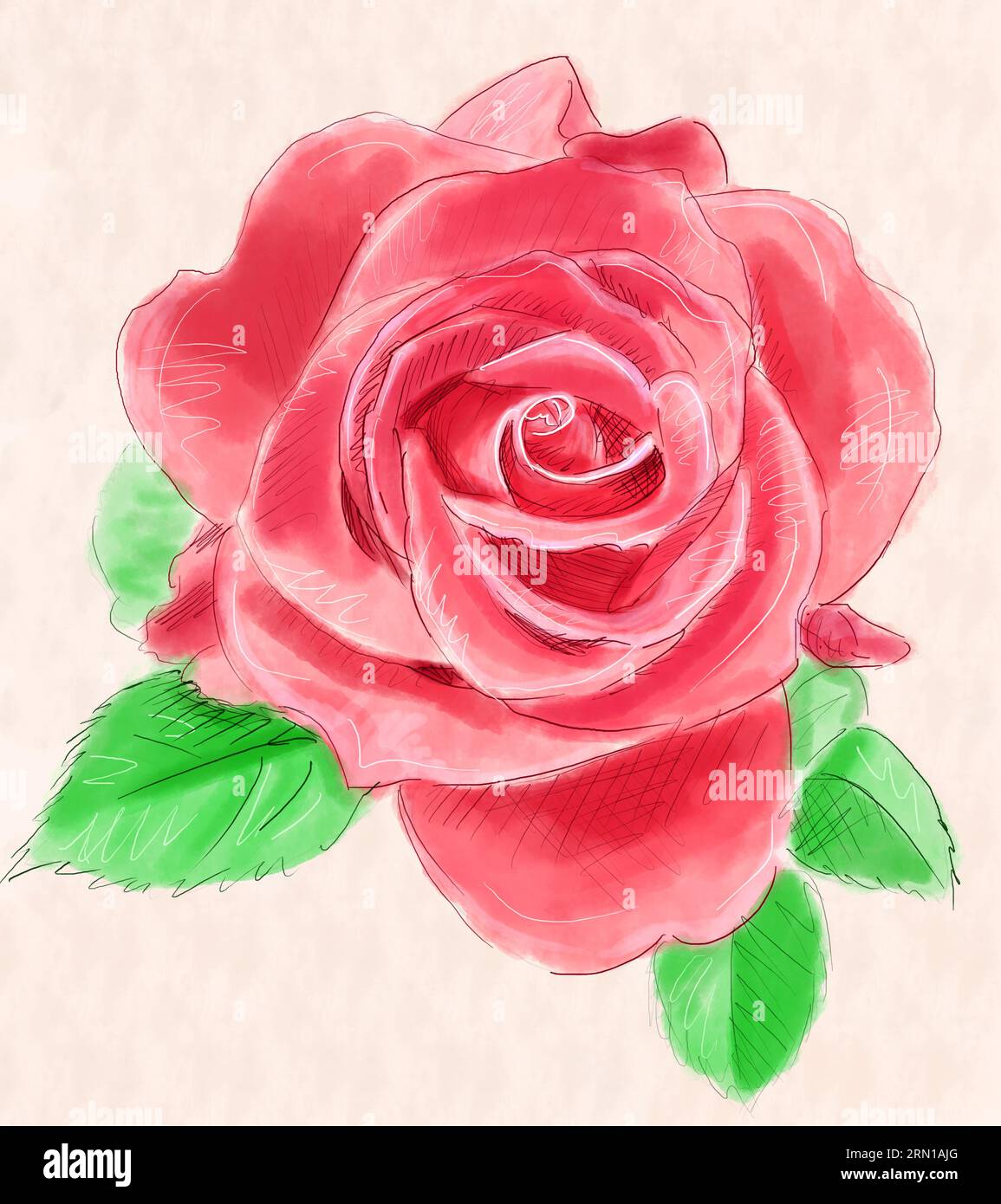 Les roses redouté hi-res stock photography and images - Alamy