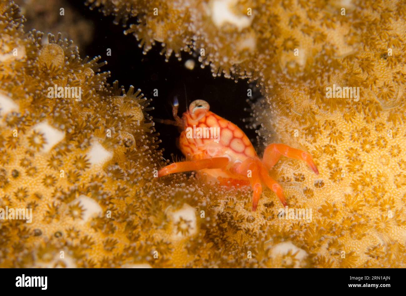 Trapezia septata hi-res stock photography and images - Alamy