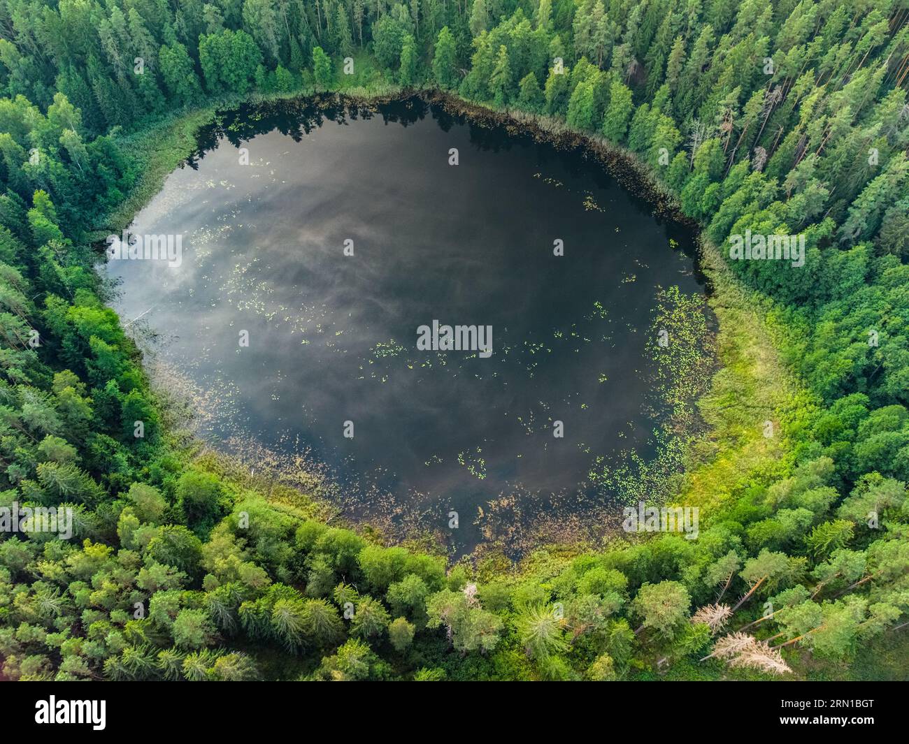 Dzukija forest hi-res stock photography and images - Alamy