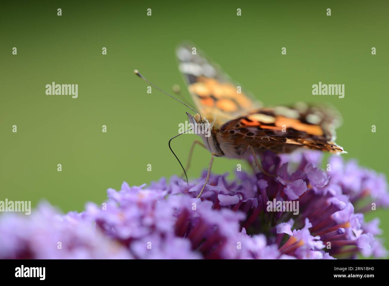 Vanessa nottingham hi-res stock photography and images - Alamy