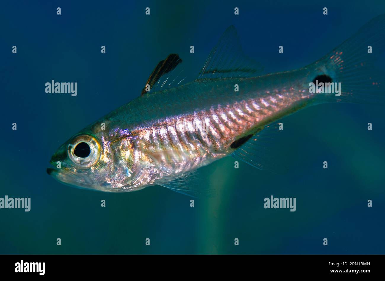 Sangi Cardinalfish, Ostorhinchus thermalis, Bulakan dive site, Seraya ...