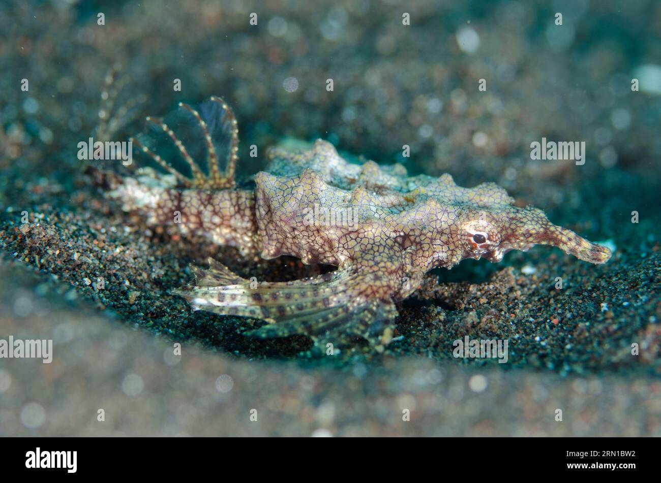 Black dragonfish hi-res stock photography and images - Alamy