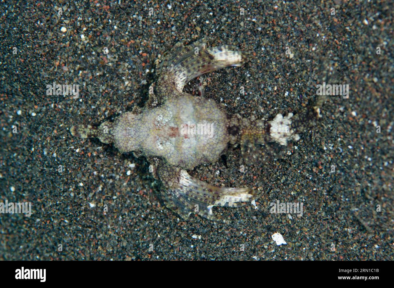 Black dragonfish hi-res stock photography and images - Alamy