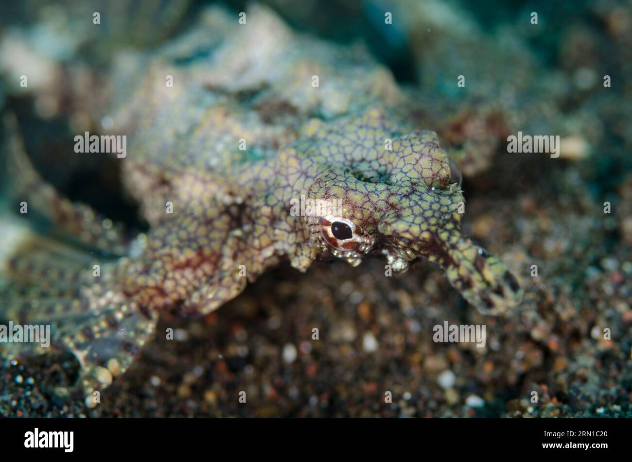 Black dragonfish hi-res stock photography and images - Alamy