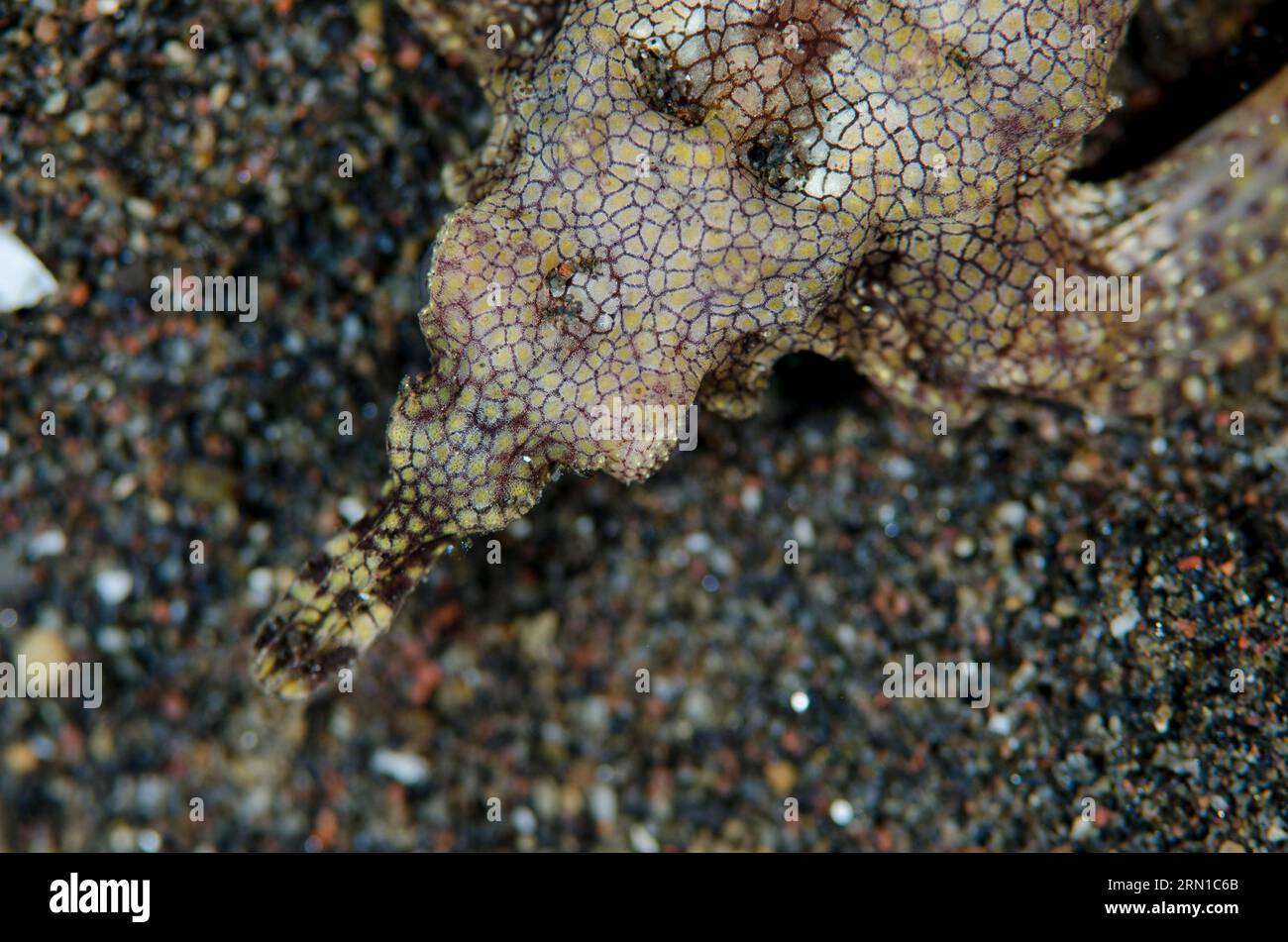 Black dragonfish hi-res stock photography and images - Alamy