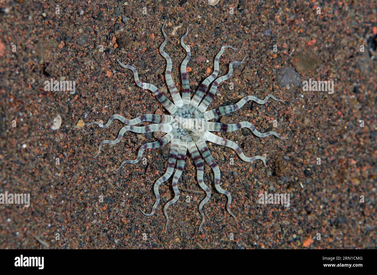 Worm anemone edwardsianthus gilbertensis hi-res stock photography and ...