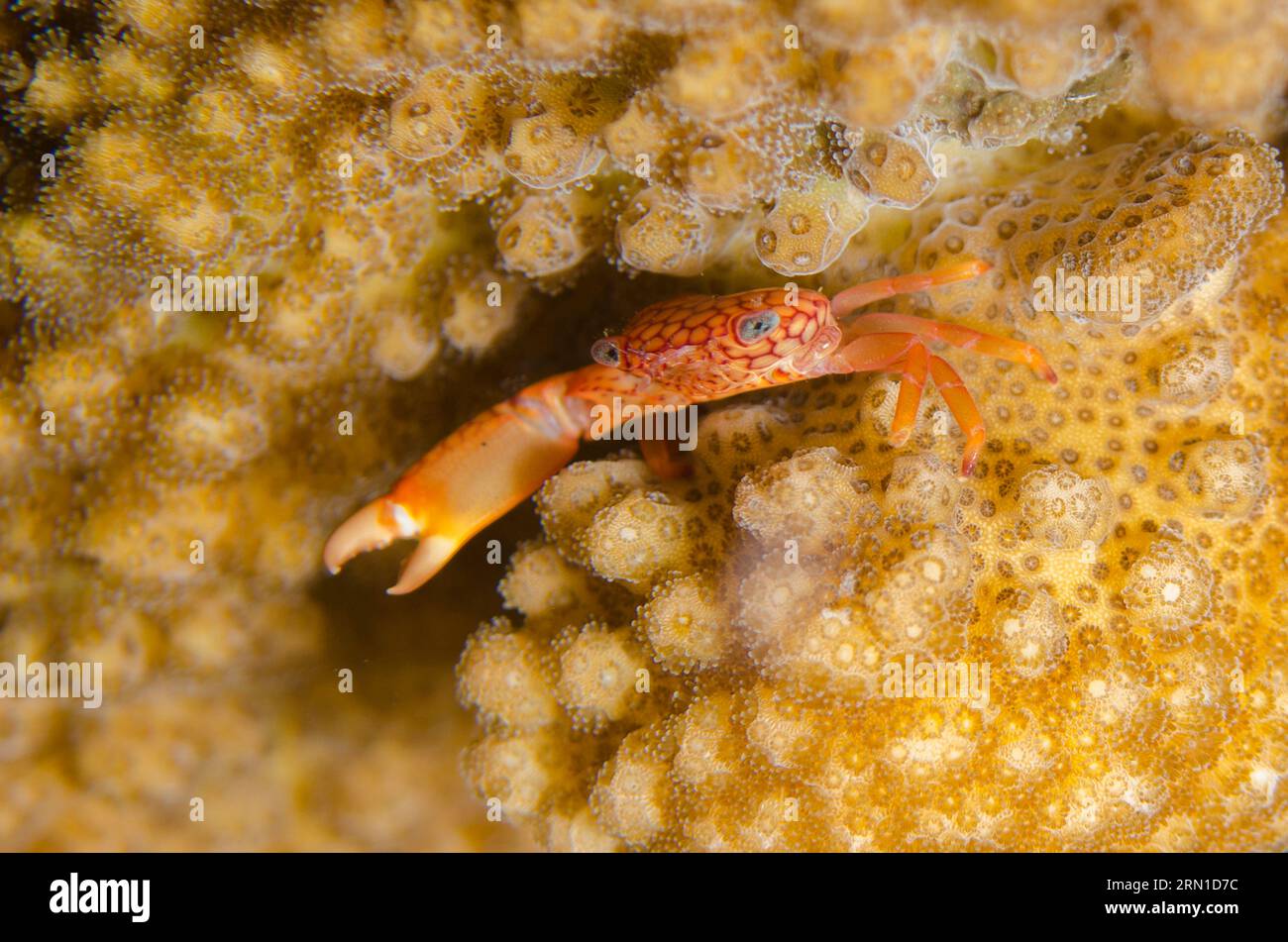 Trapezia septata hi-res stock photography and images - Alamy