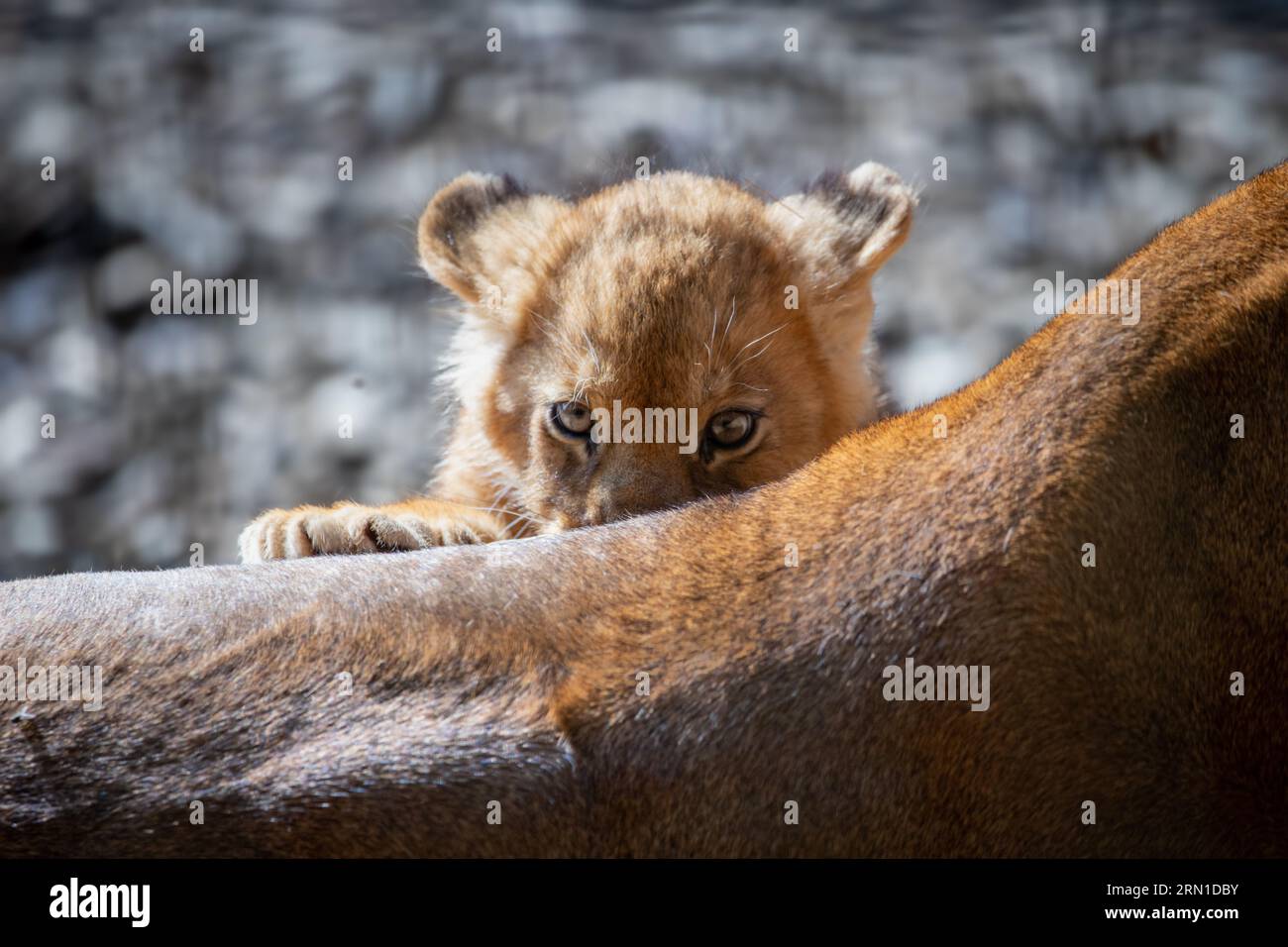 A cub plays hide and seek KENT, ENGLAND ADORABLE IMAGES show a lioness ...